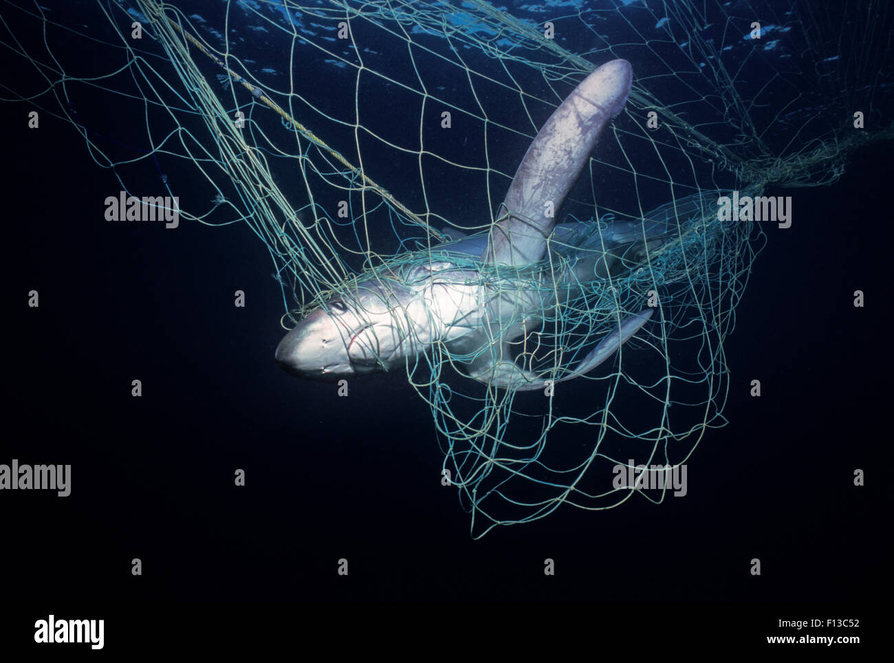 Shark caught in net hi-res stock photography and images - Alamy