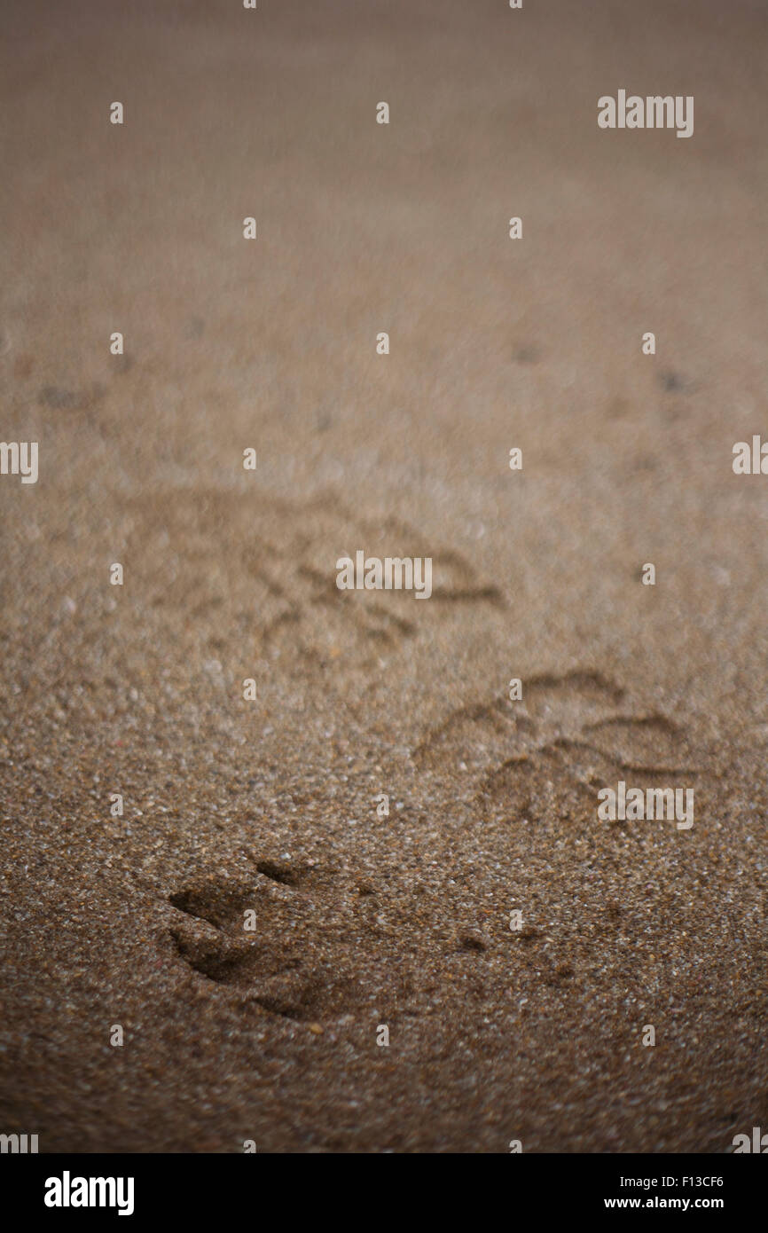 Footprints and Sandals on the beach Stock Photo - Alamy