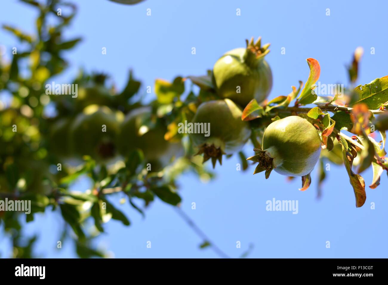 Pomegranate on the tree Stock Photo - Alamy