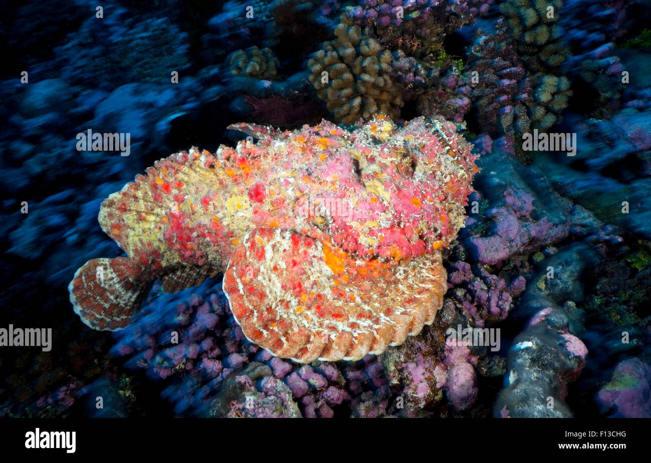 BIG STONEFISH SWIMMING FAST IN CORAL REEF CLEAR WATER Stock Photo - Alamy