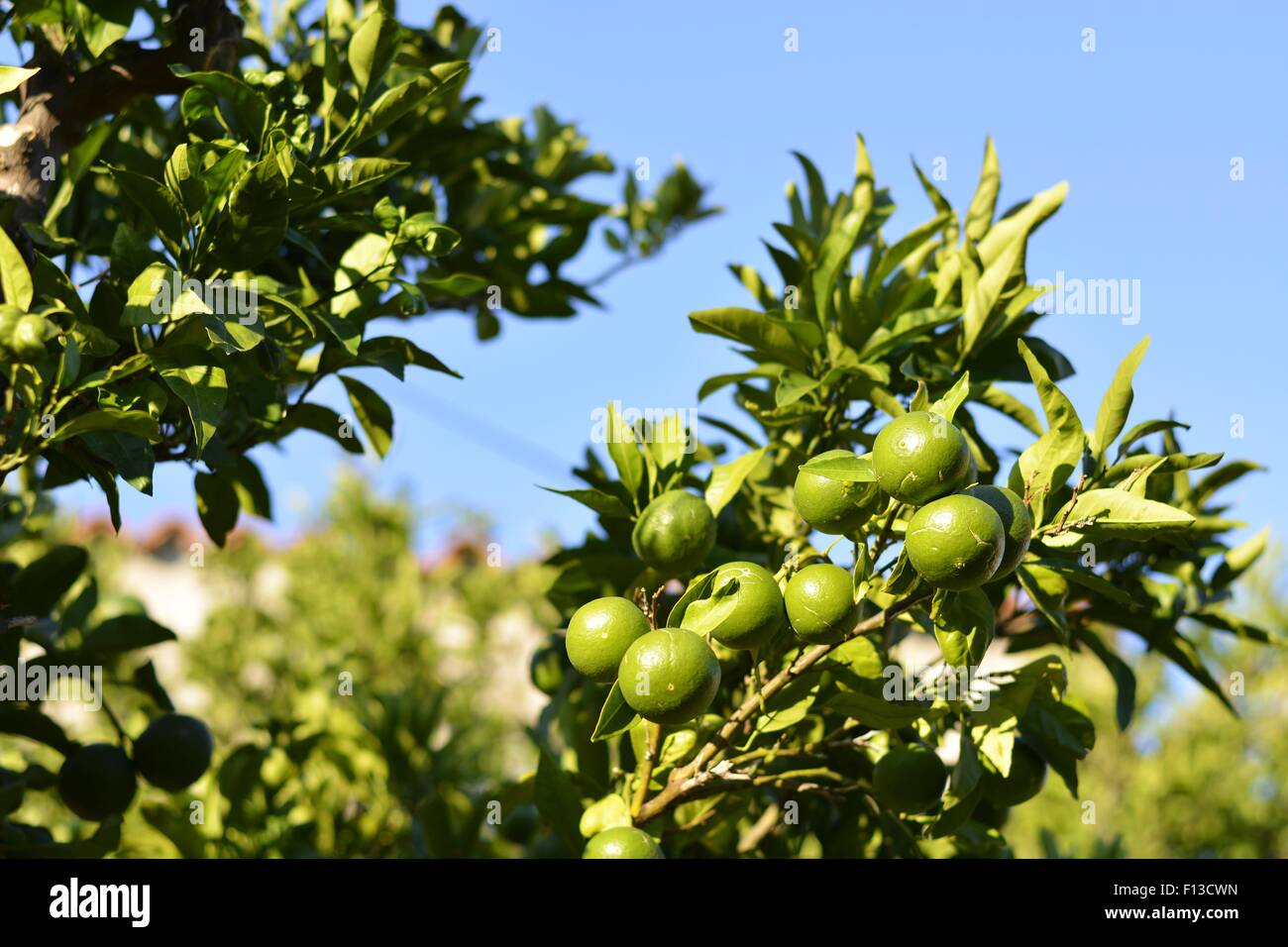 Green mandarins on a tree Stock Photo - Alamy