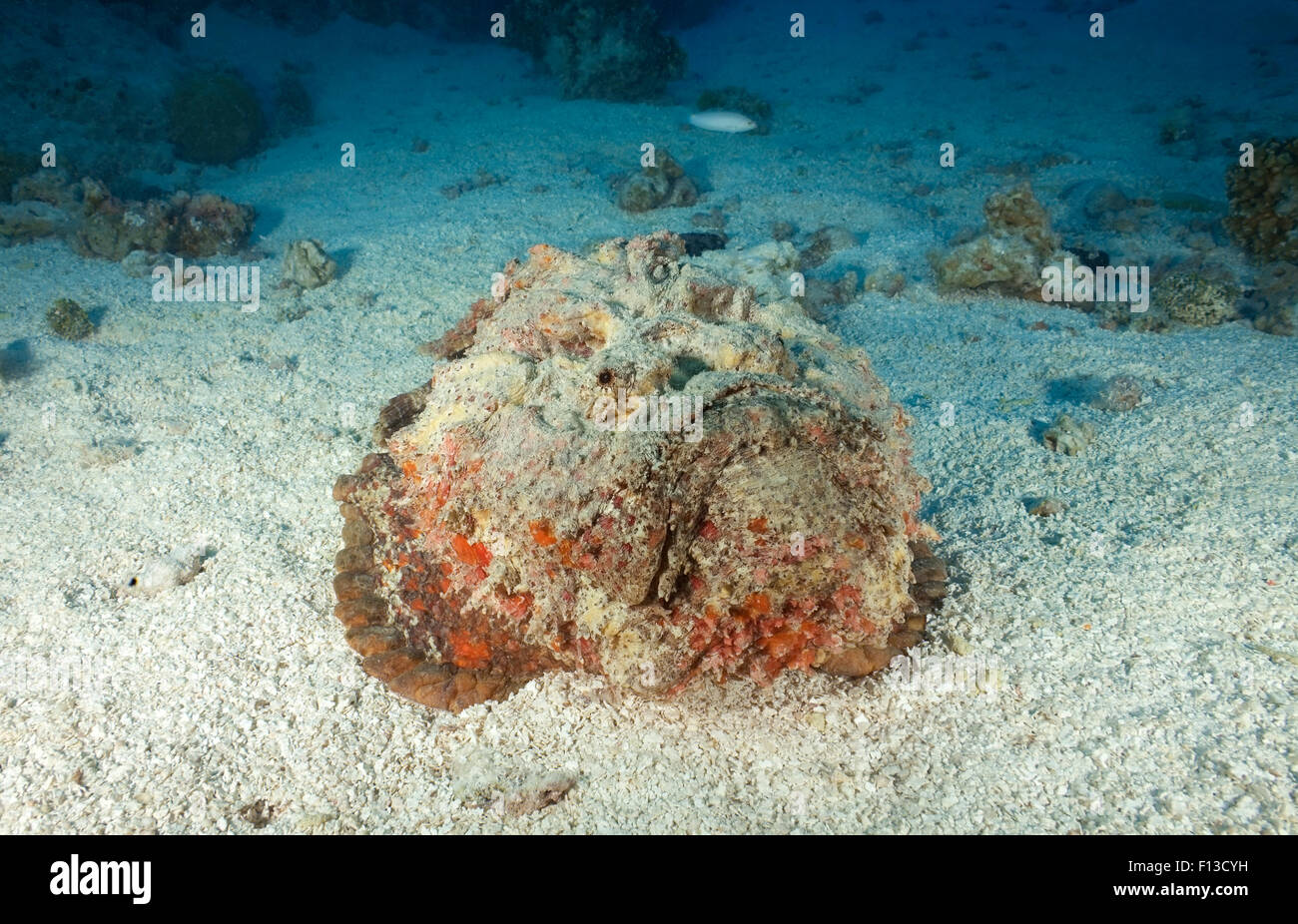 Stonefish fish coral reef underwater hi-res stock photography and ...