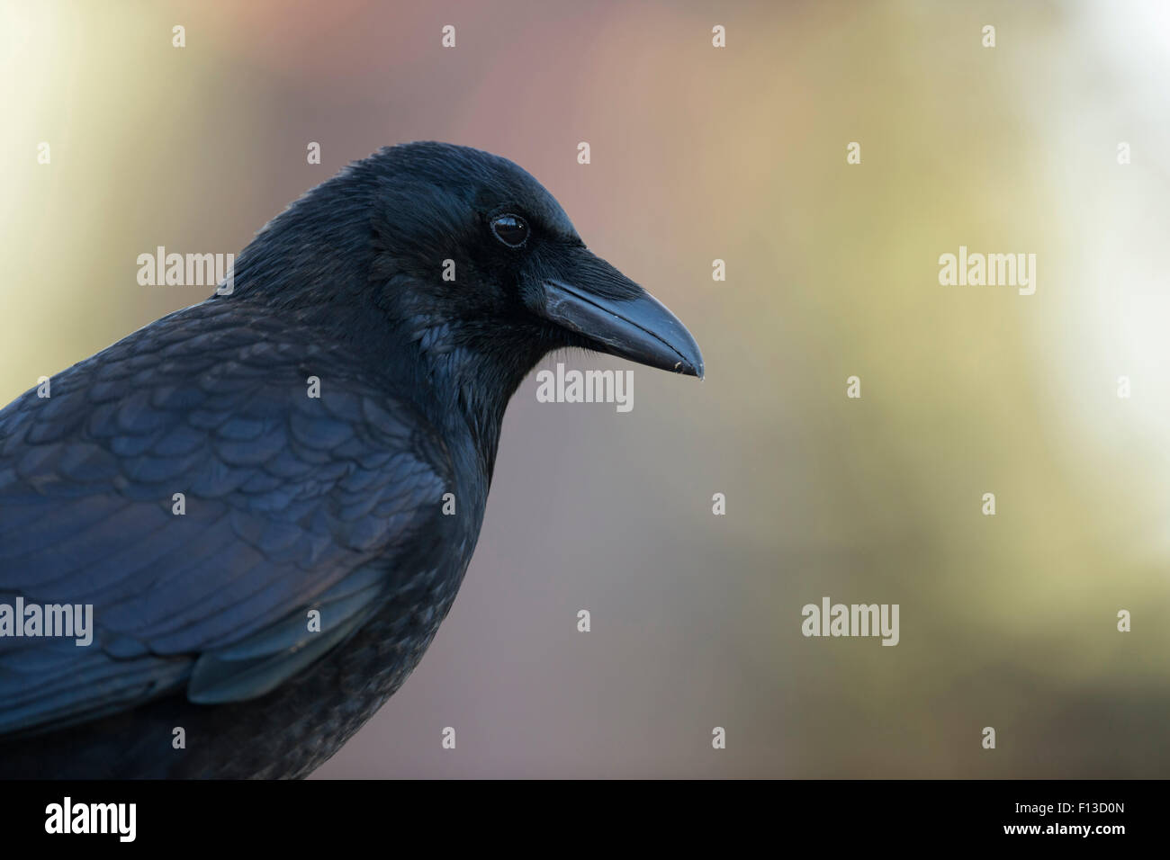 Colourful crow hi-res stock photography and images - Alamy