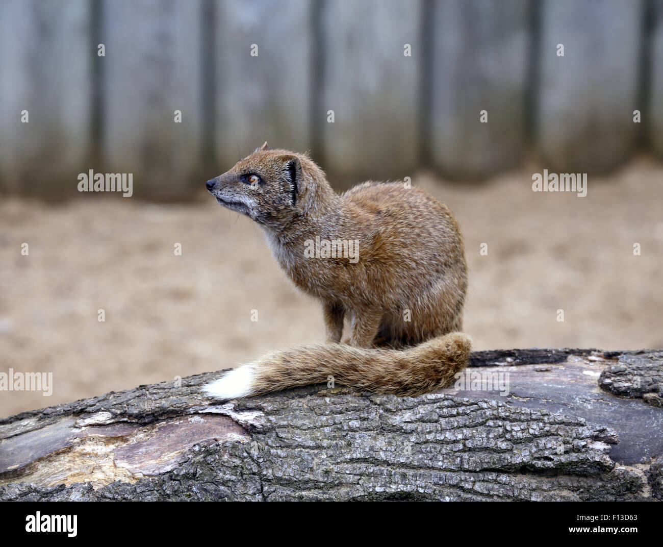 Of a mongoose hi-res stock photography and images - Alamy