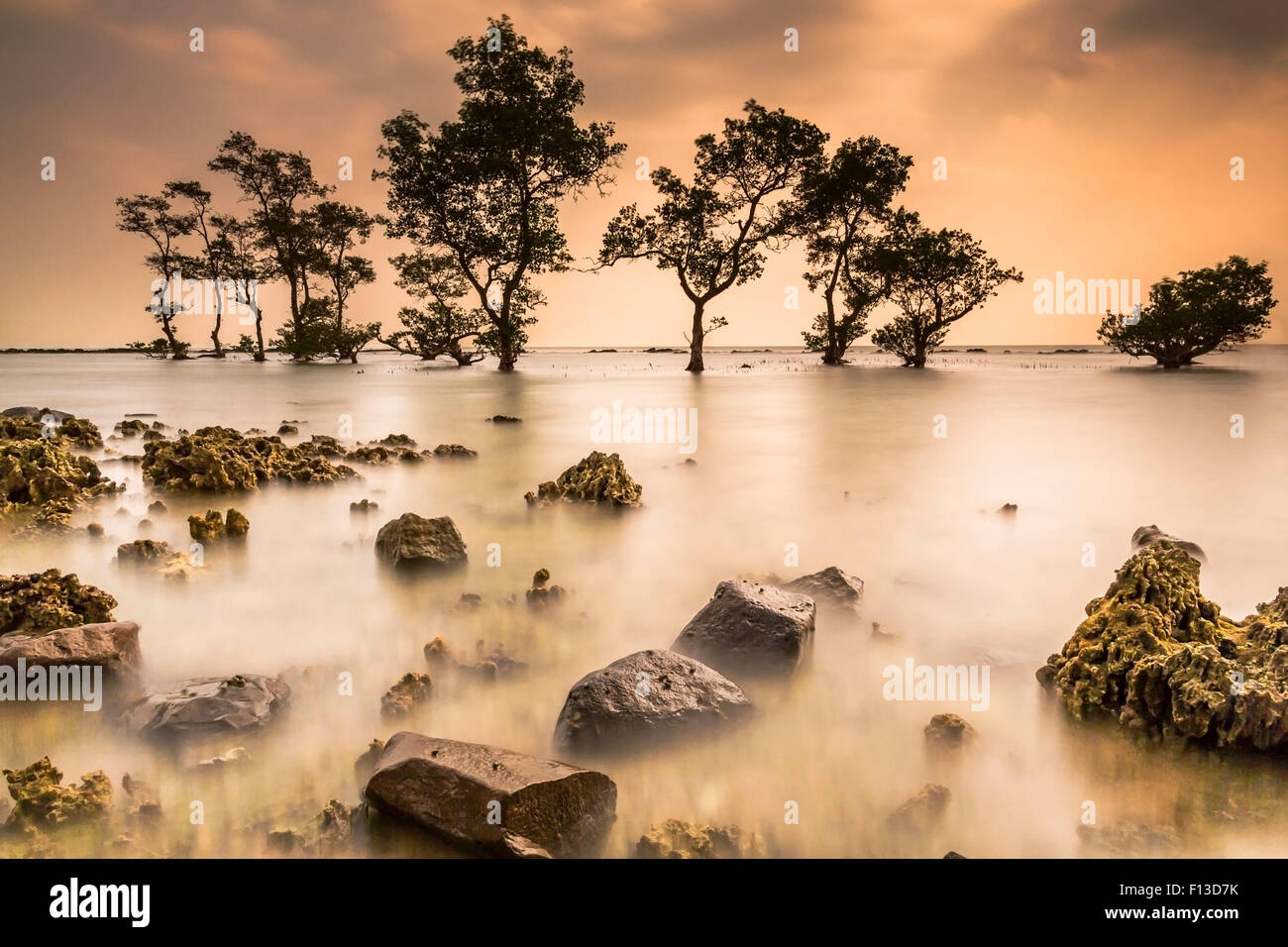 Trees on a beach at sunset, Banten, Indonesia Stock Photo - Alamy