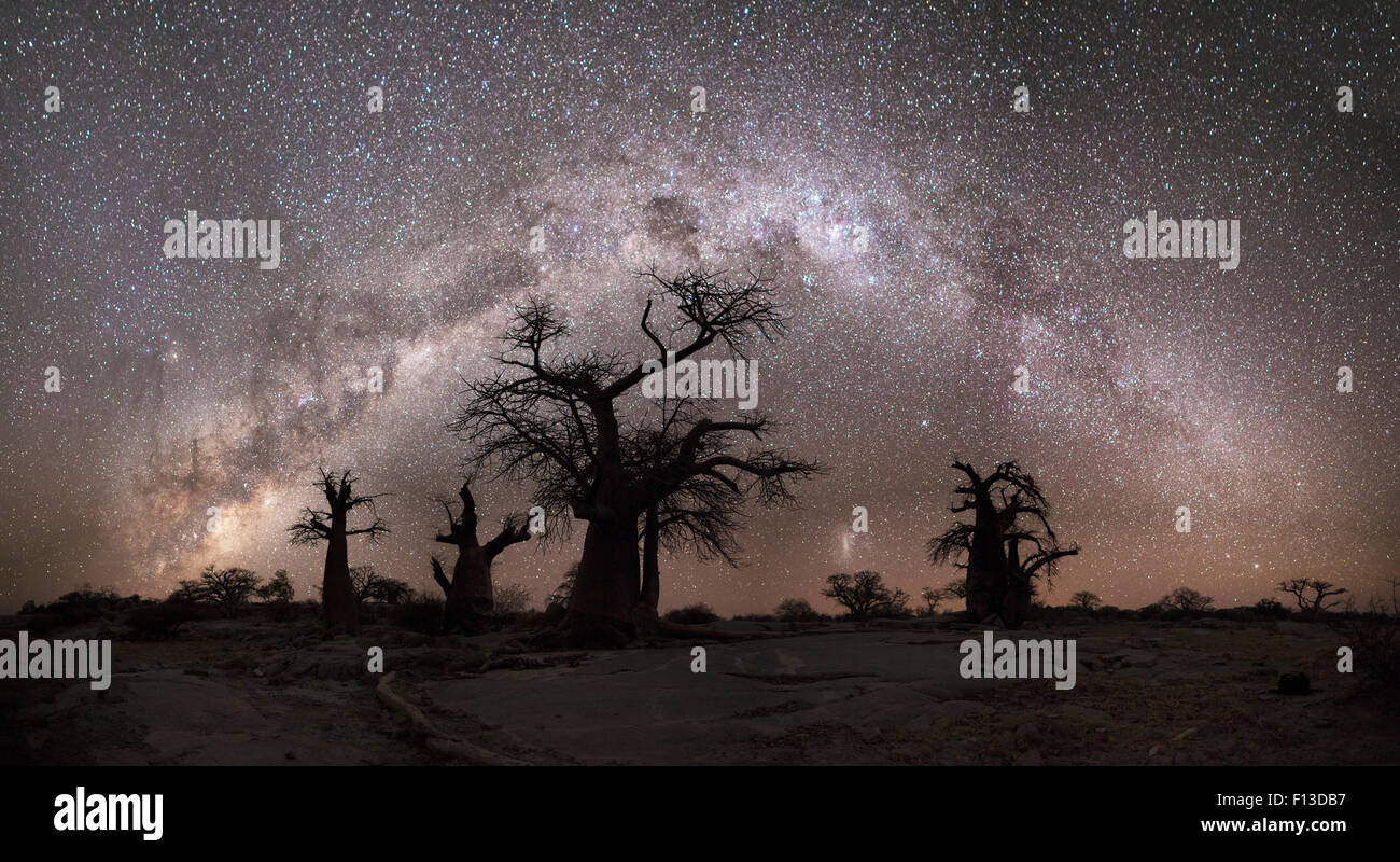 Panoramic view of the Milky Way over baobab trees. Kubu Island ...