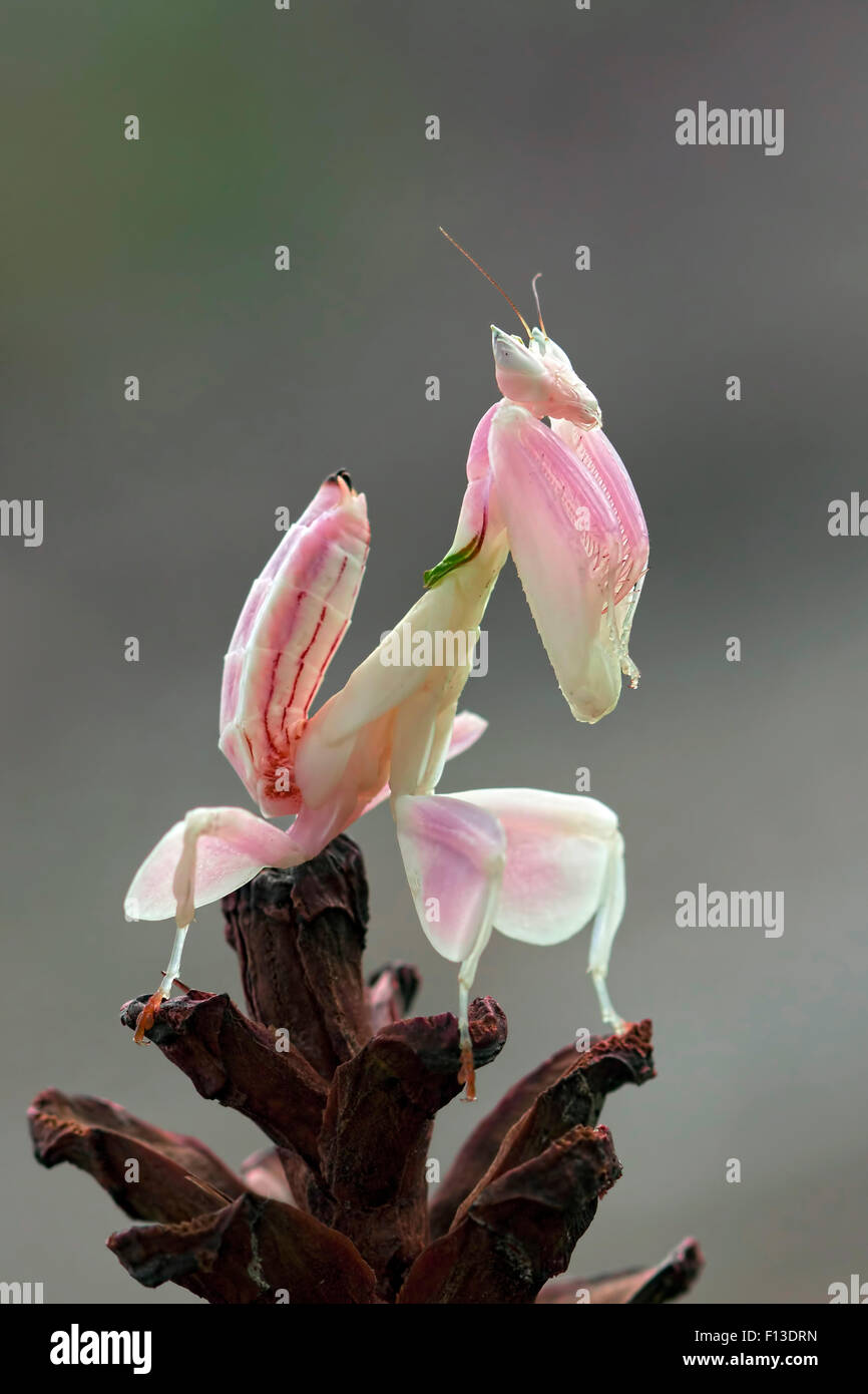 Orchid mantis hymenopus coronatus hi-res stock photography and images ...