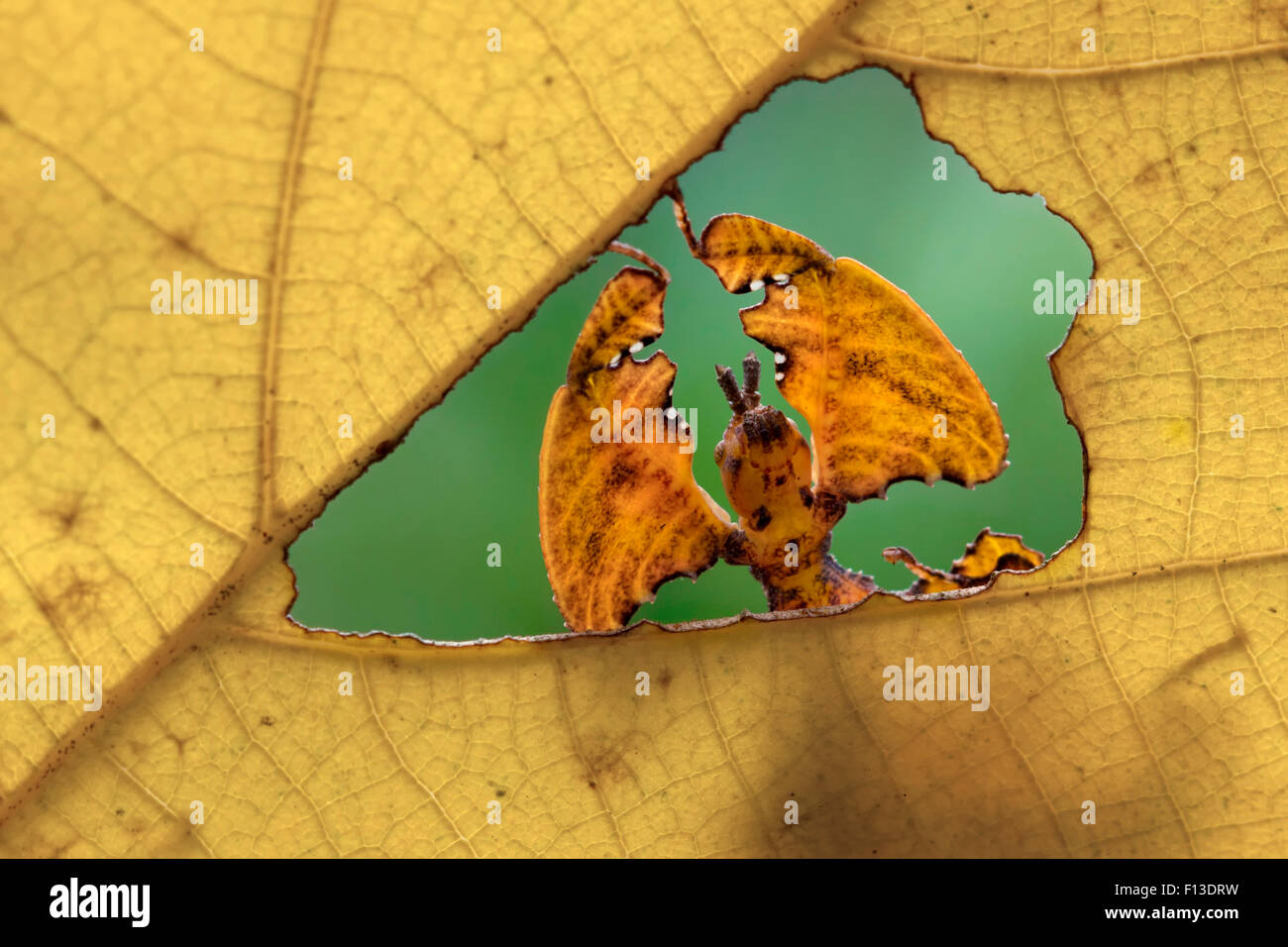 Phyllium High Resolution Stock Photography and Images - Alamy