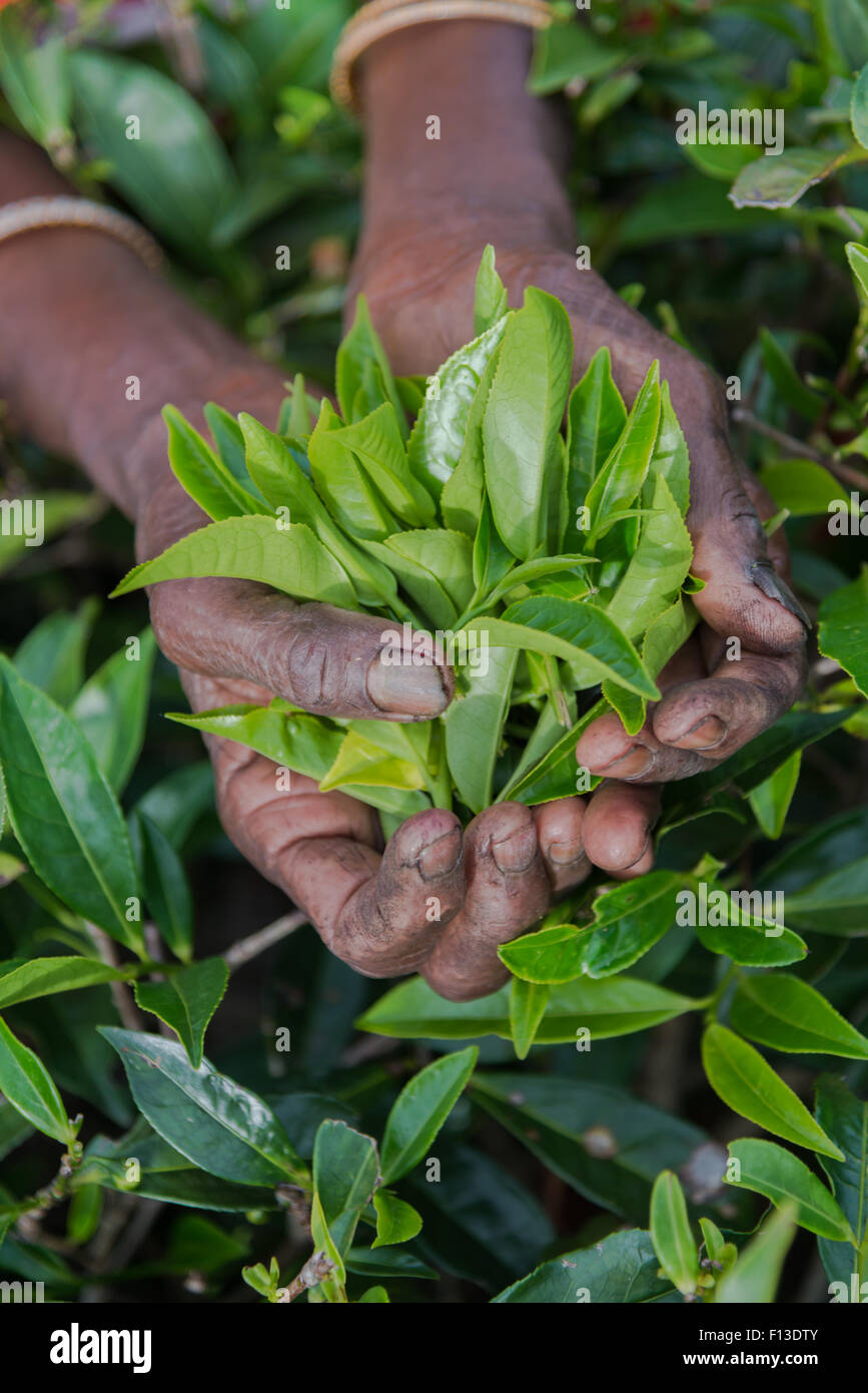 Handful of freshly picked tea leaves, Sri Lanka Stock Photo - Alamy