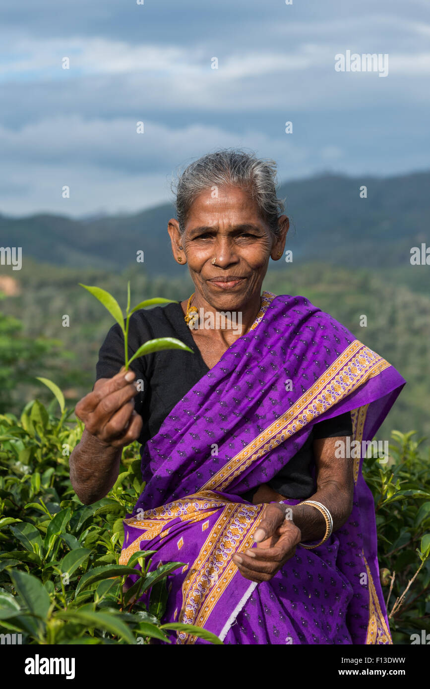 Female tea picker holding freshly picked tea leaves, Sri Lanka Stock ...