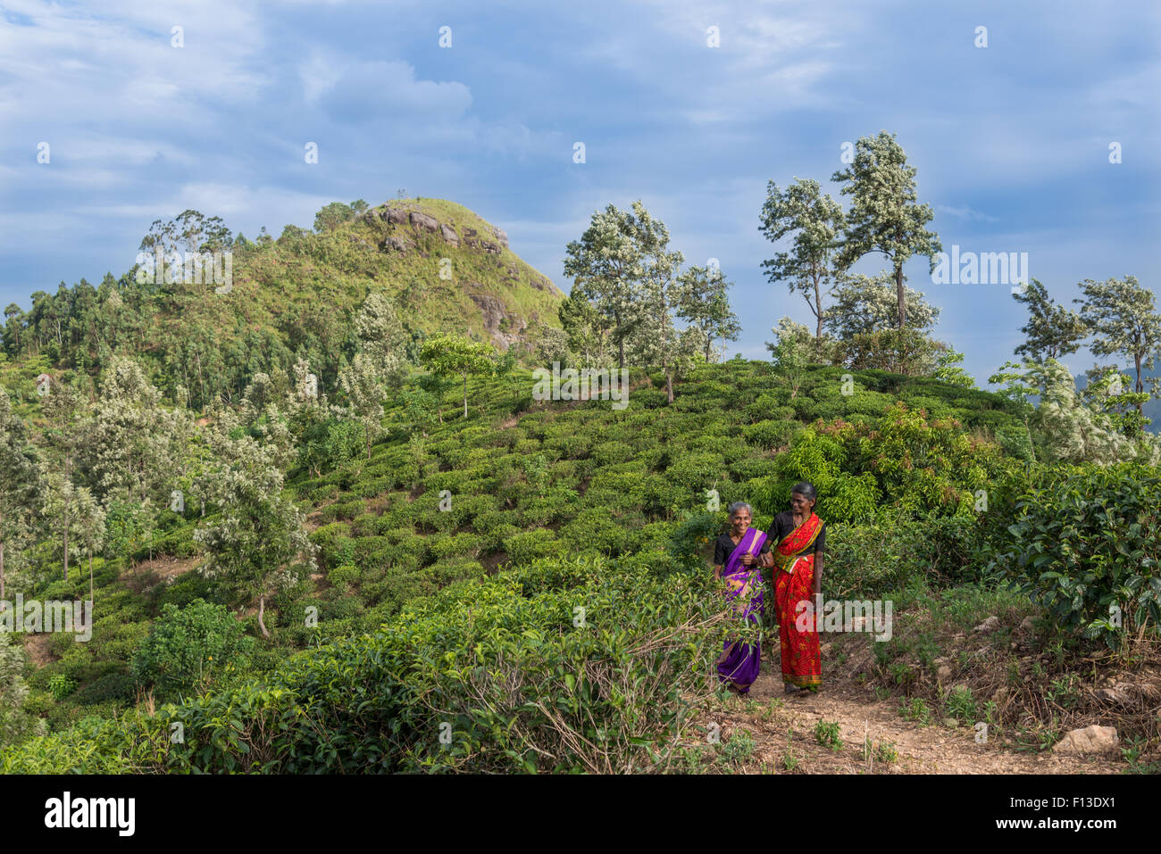 Portrait of two women in a tea plantation Stock Photo - Alamy
