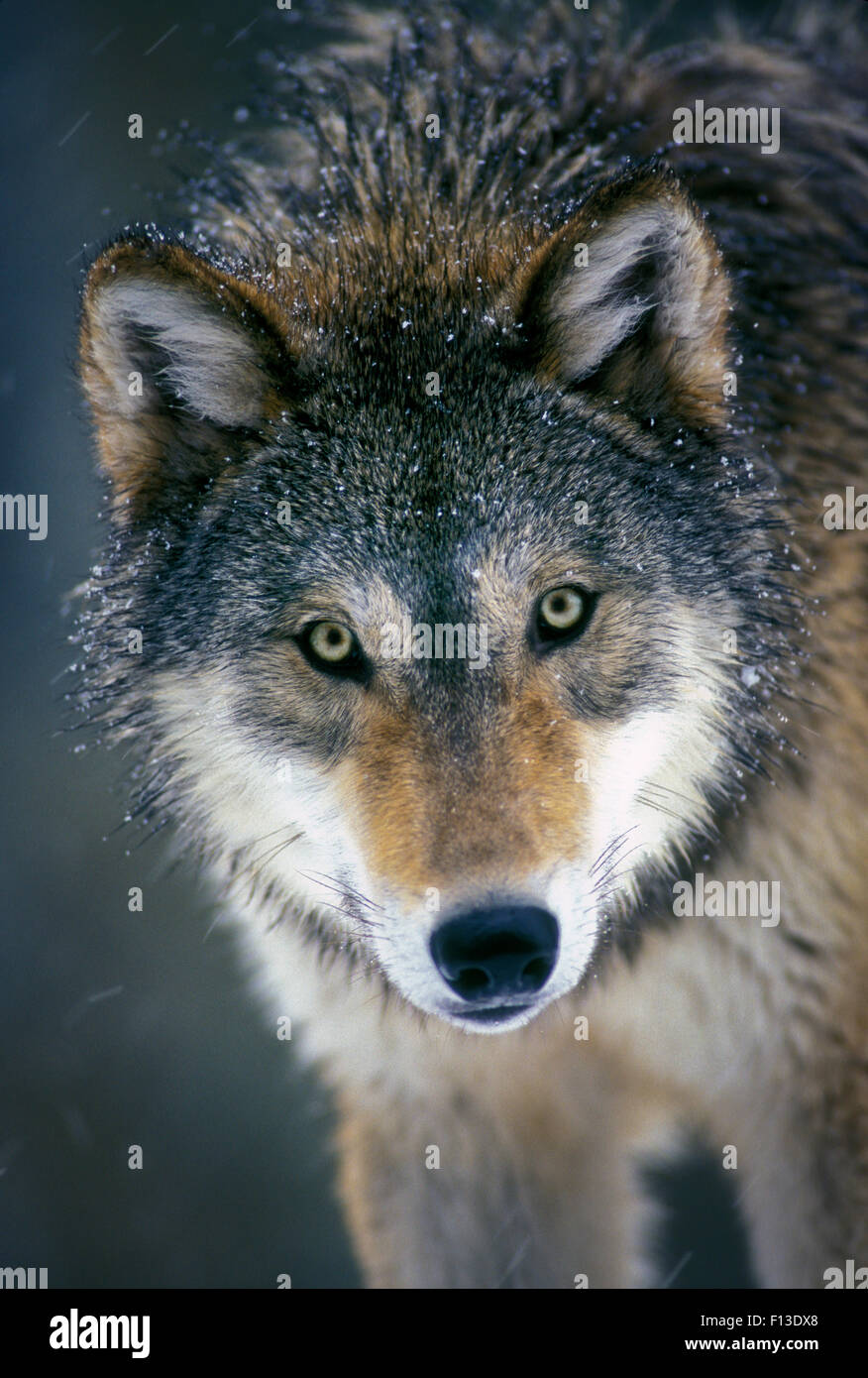 Wolf Range Stock Photos & Wolf Range Stock Images - Alamy