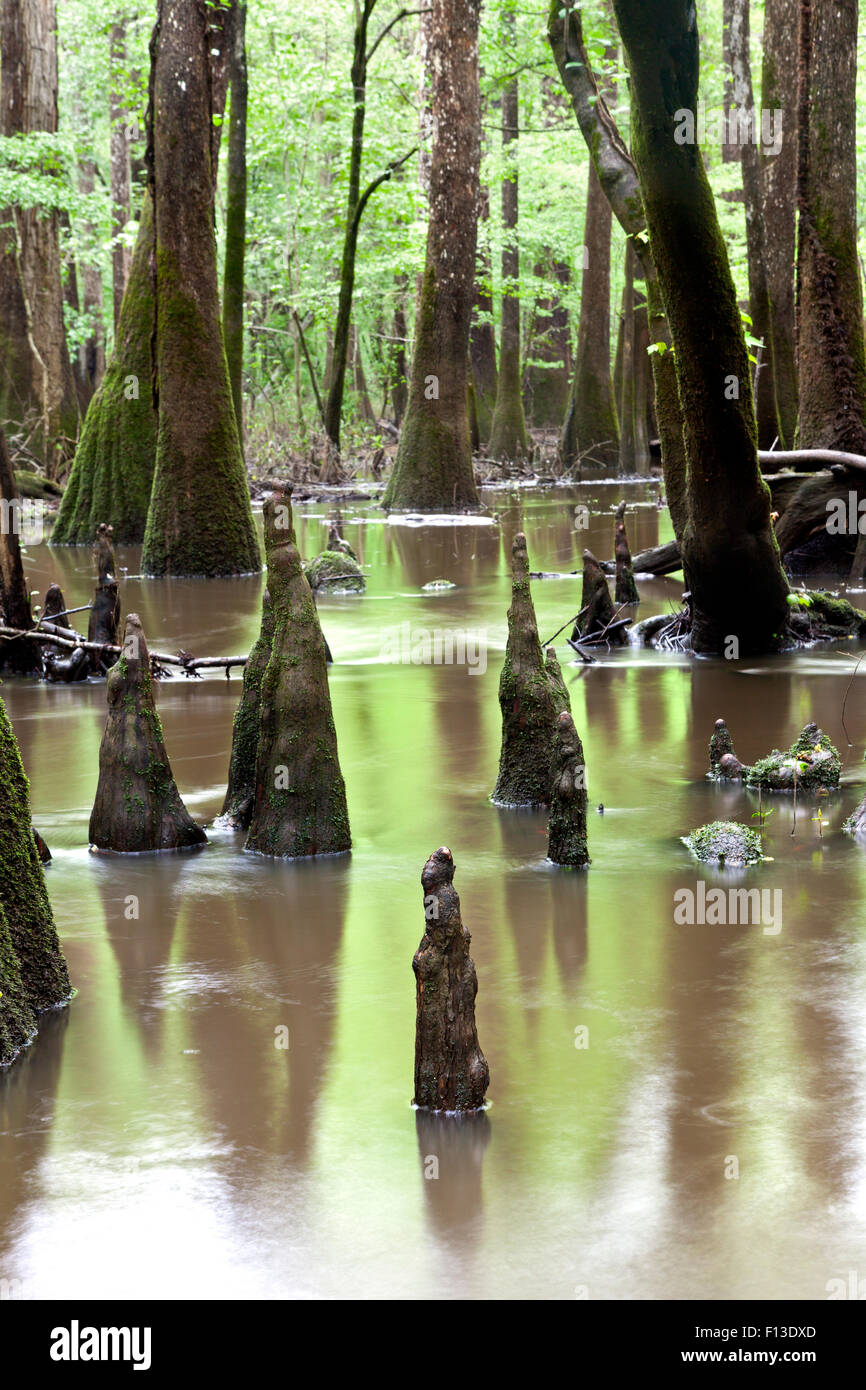 Flooded area with bald cypress trees (Taxodium distichum) and cypress ...