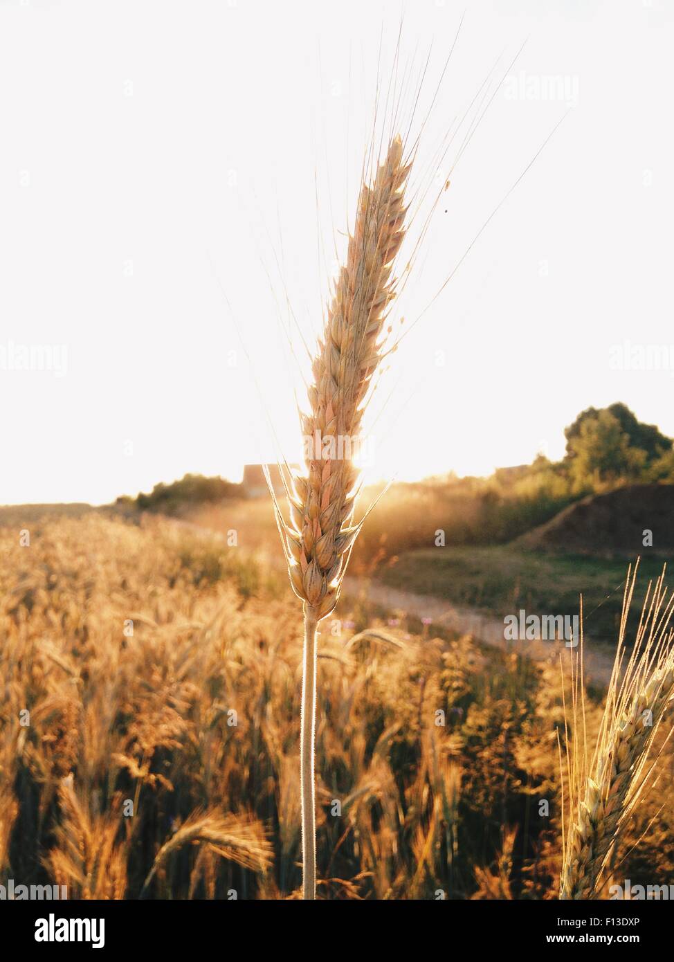 Ear of wheat hi-res stock photography and images - Alamy