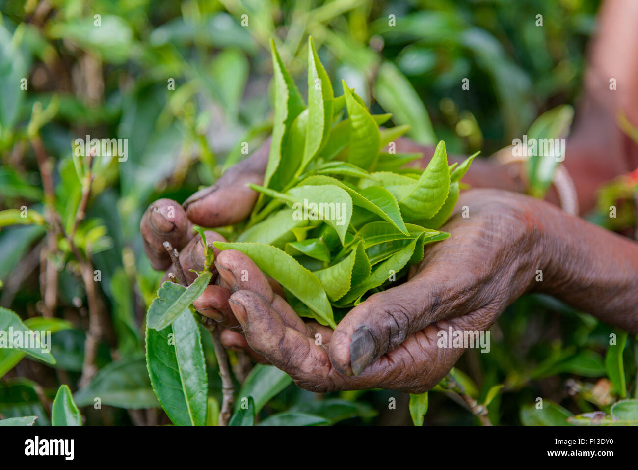 Handful of freshly picked tea leaves, Sri Lanka Stock Photo - Alamy