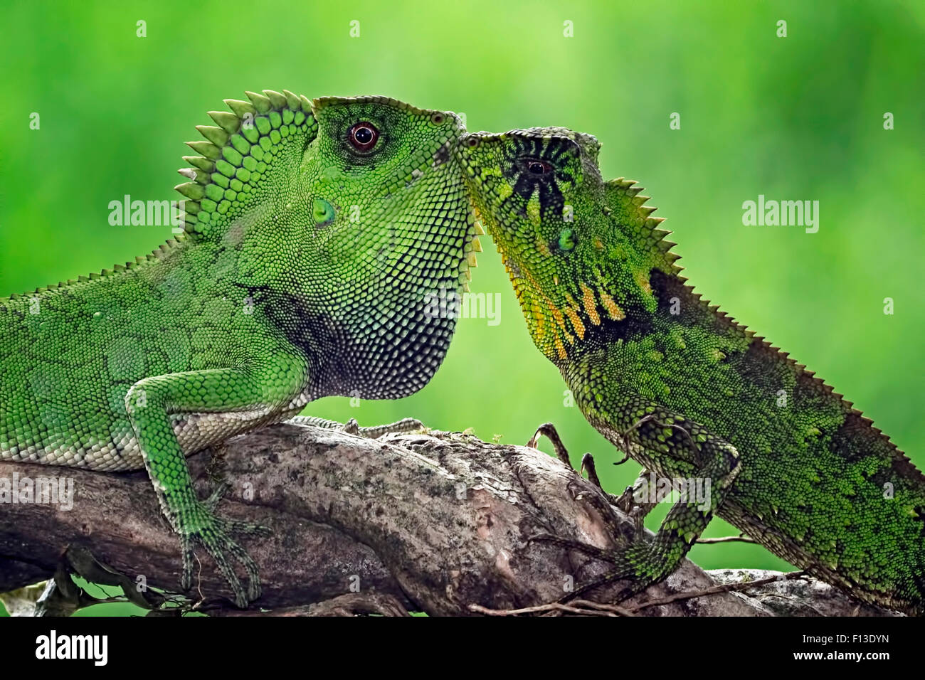Two chameleons looking at each other Stock Photo - Alamy