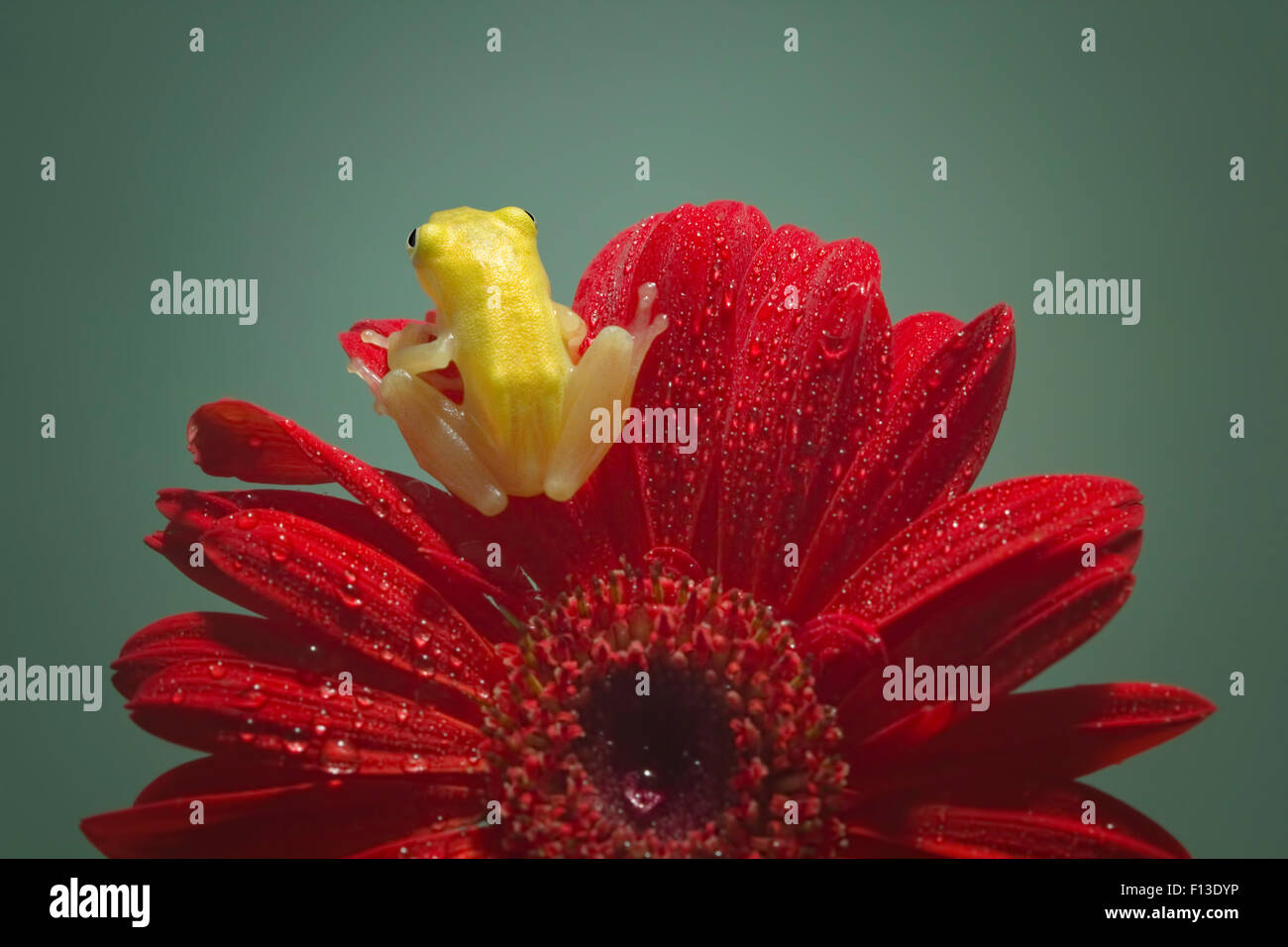 Rear view of a miniature frog sitting on a gerbera flower Stock Photo ...