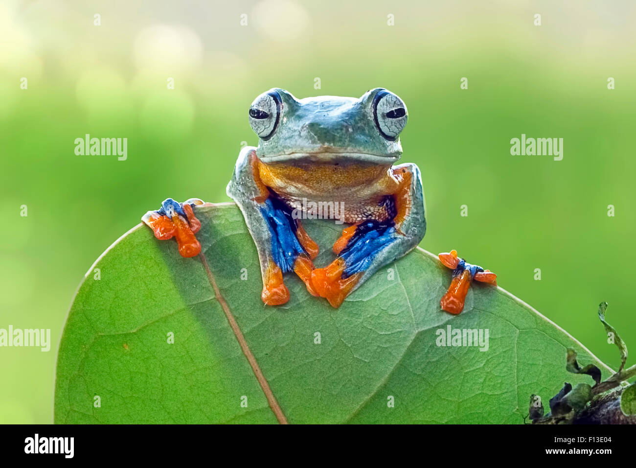 Frog sitting on a leaf Stock Photo - Alamy