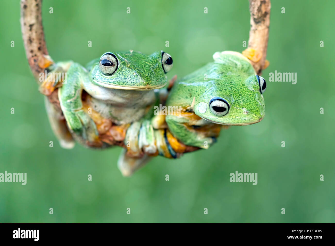 Two frogs on a branch Stock Photo - Alamy