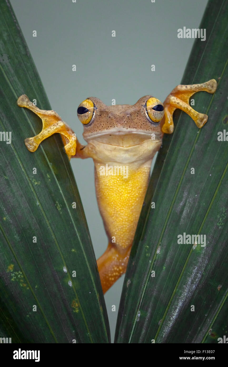 Frog looking through leaves Stock Photo - Alamy