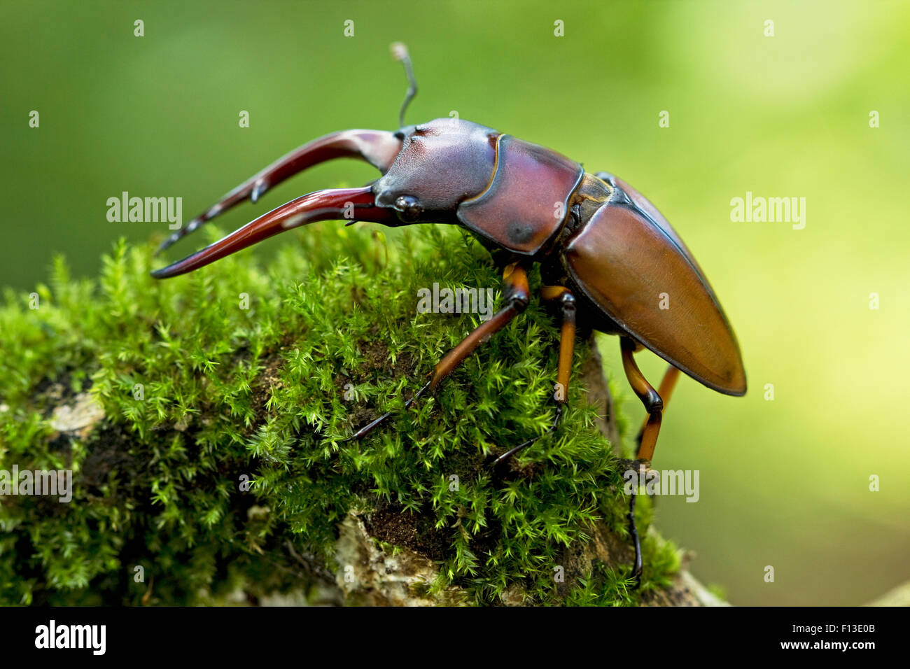 Stag beetle hi-res stock photography and images - Alamy