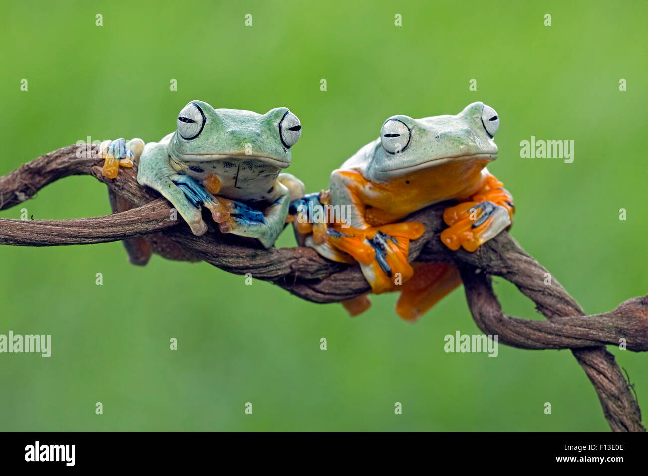Two frogs on a branch Stock Photo - Alamy