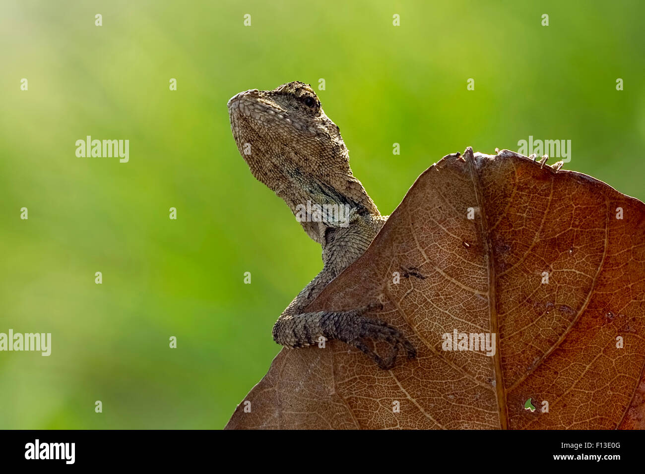 Portrait of a lizard on a leaf Stock Photo - Alamy