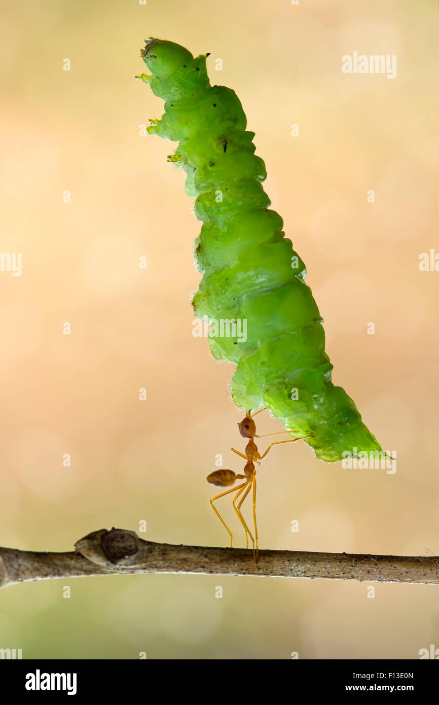 Ant carrying big leaf Stock Photo - Alamy