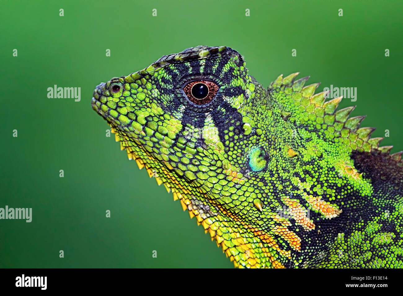 Portrait of a chameleon Stock Photo - Alamy