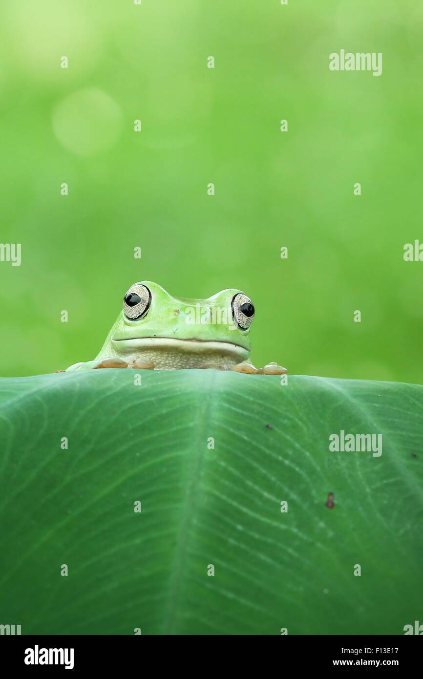 Top view frog hi-res stock photography and images - Alamy