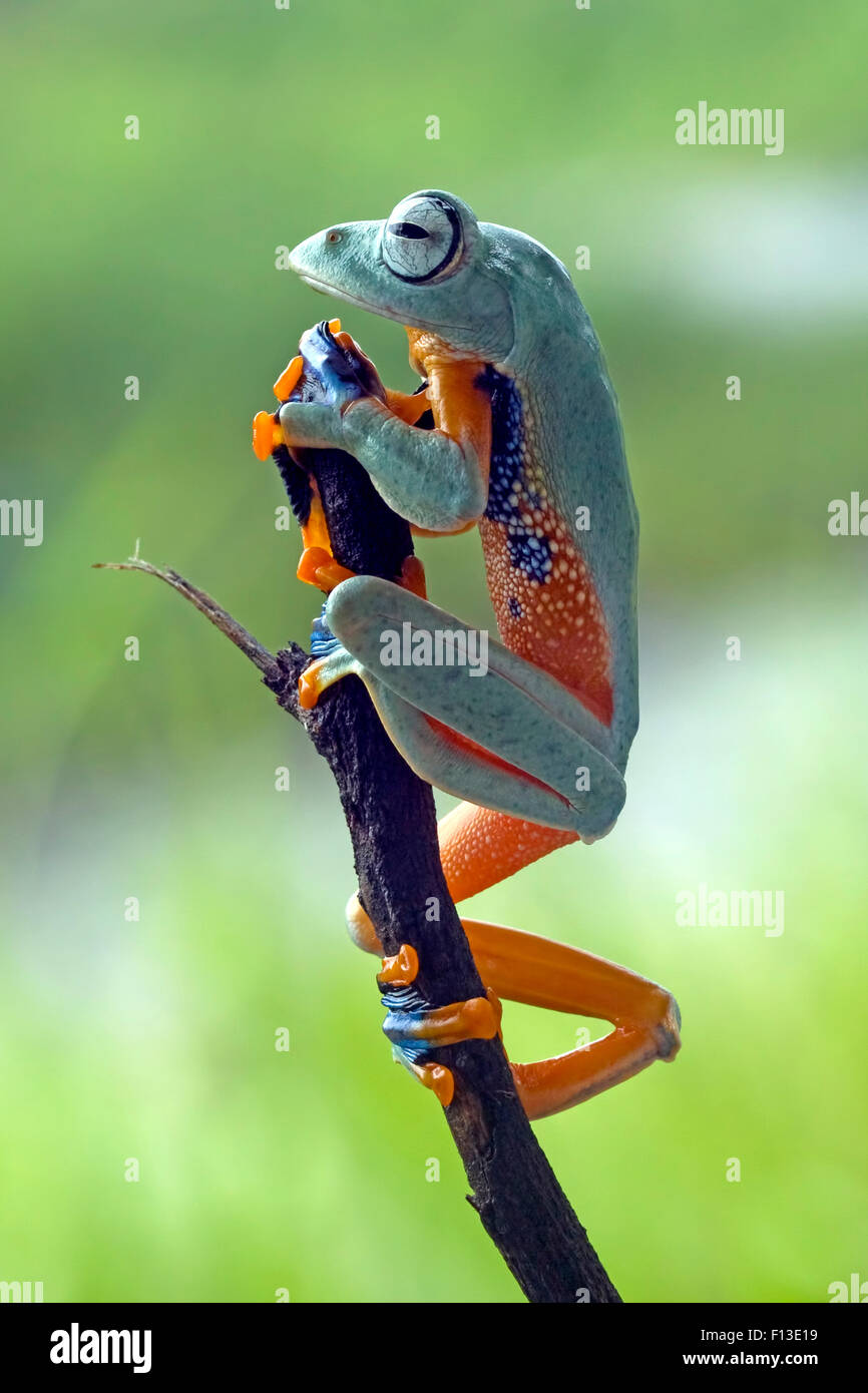 Frog crawling up a branch Stock Photo - Alamy