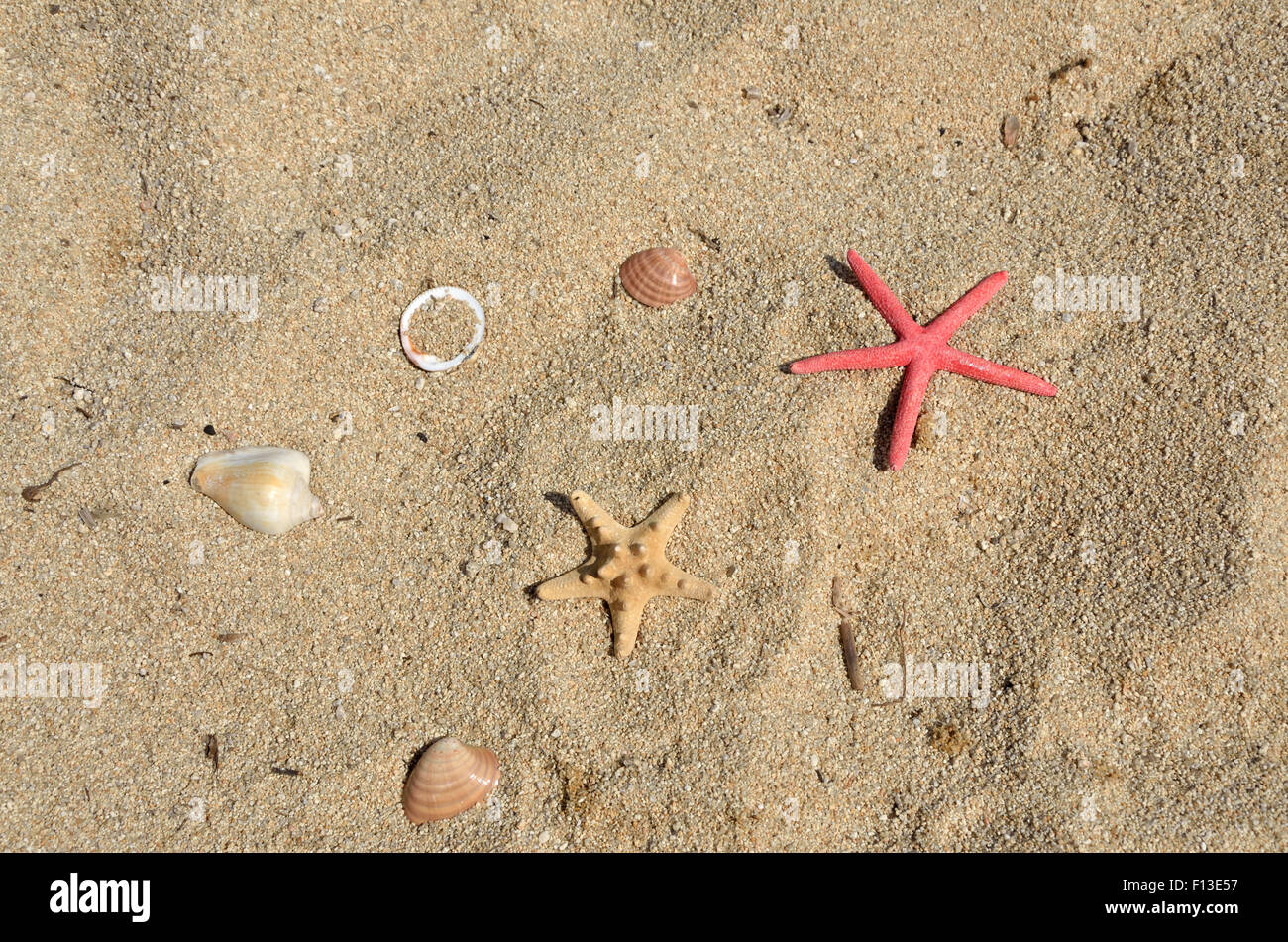 Sea stars and shells set on a beach small pebbles - background Stock ...