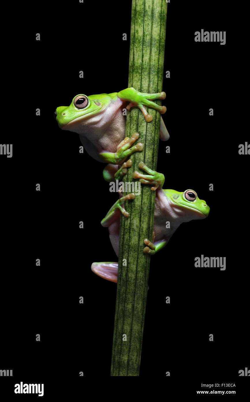 Two frogs climbing up a plant Stock Photo - Alamy