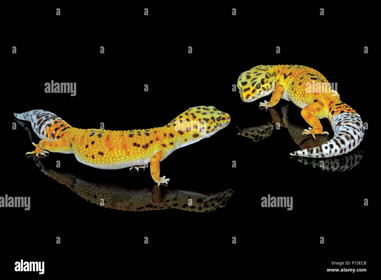 Lizards up close hi-res stock photography and images - Alamy