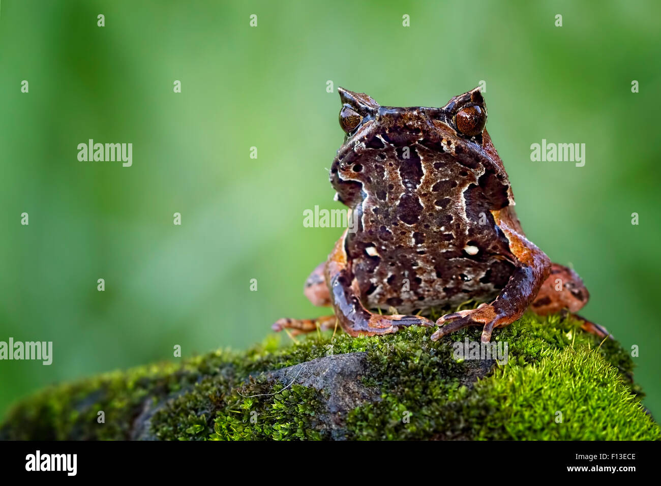 Hornet frog hi-res stock photography and images - Alamy