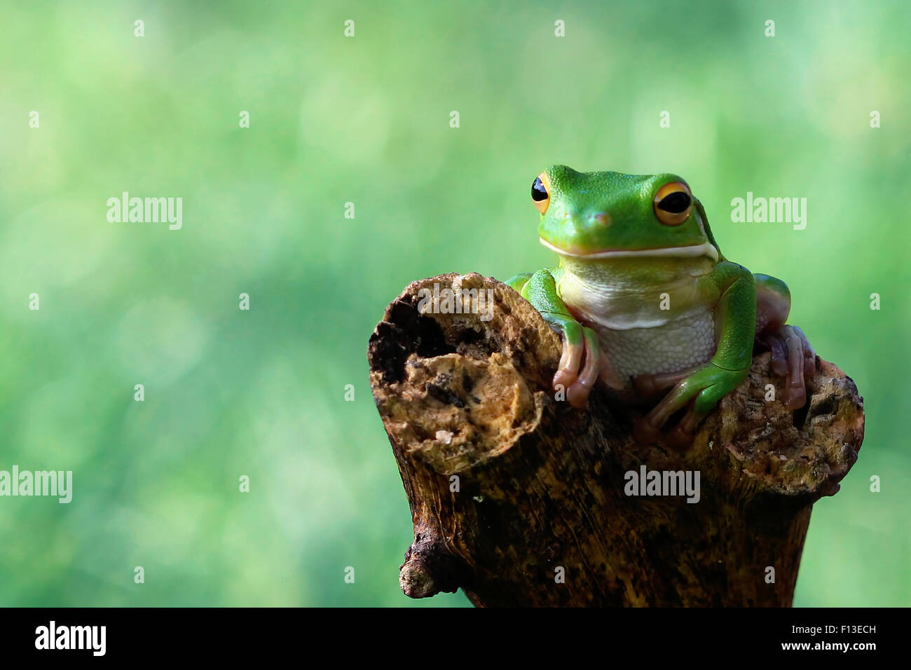 Frog sitting on a branch Stock Photo - Alamy