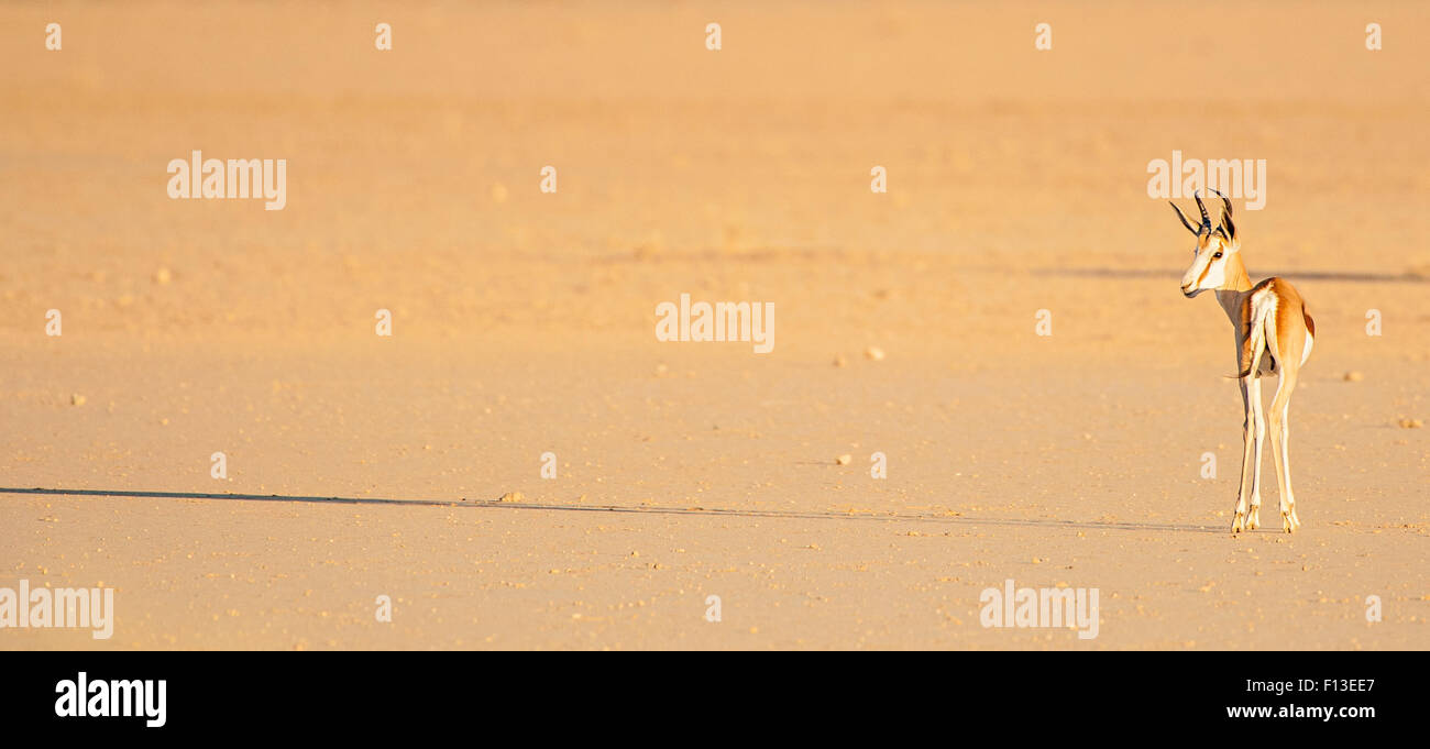 Rear view portrait of a springbok looking back, South Africa Stock ...