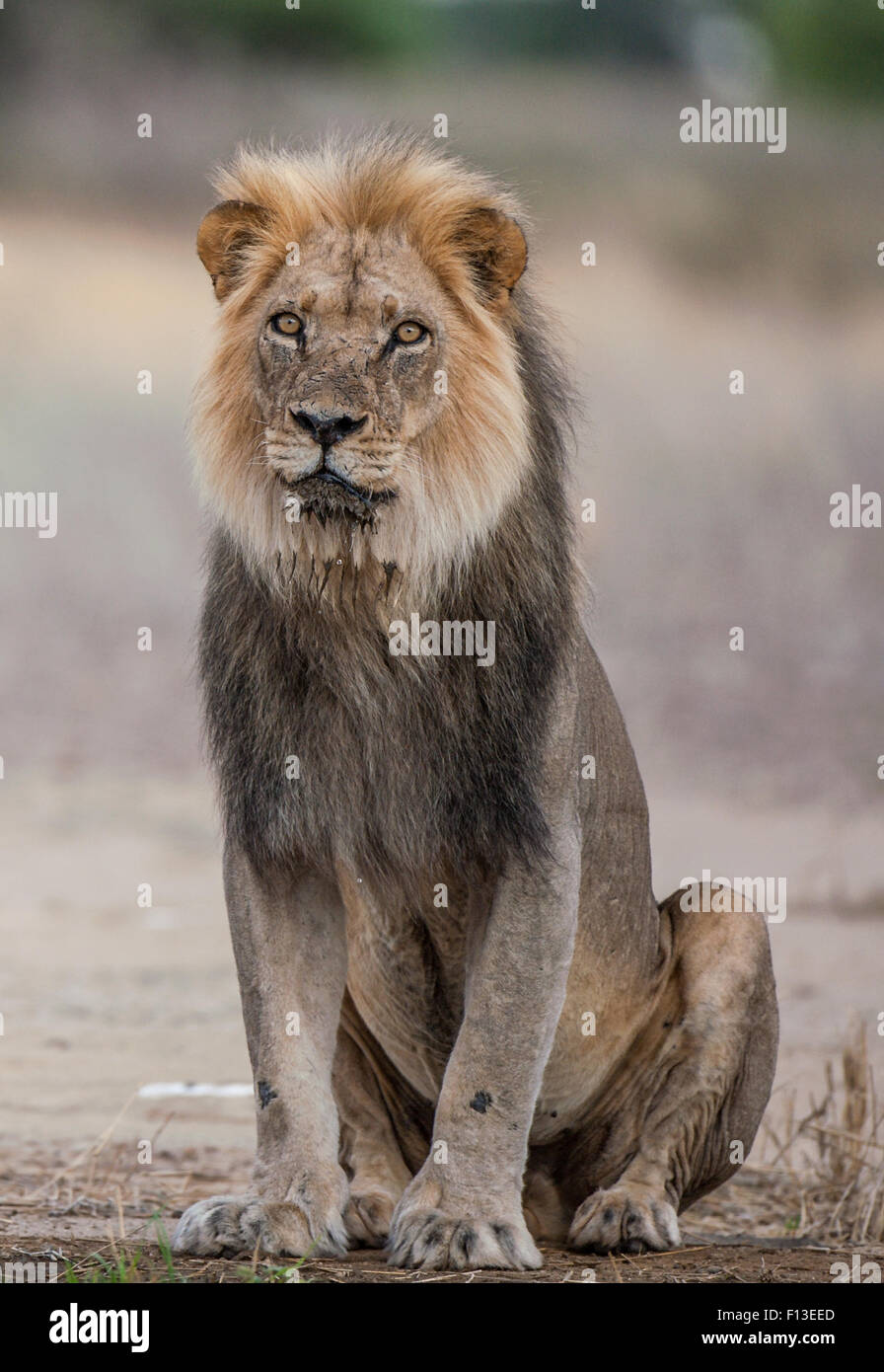 Portrait of a black mane lion, South Africa Stock Photo - Alamy