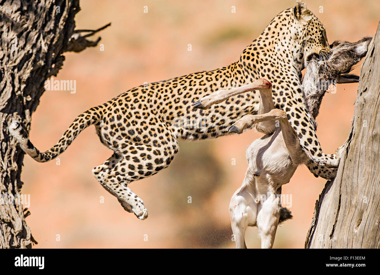 Leopard with a dead springbok in it's mouth jumping to safety, South ...