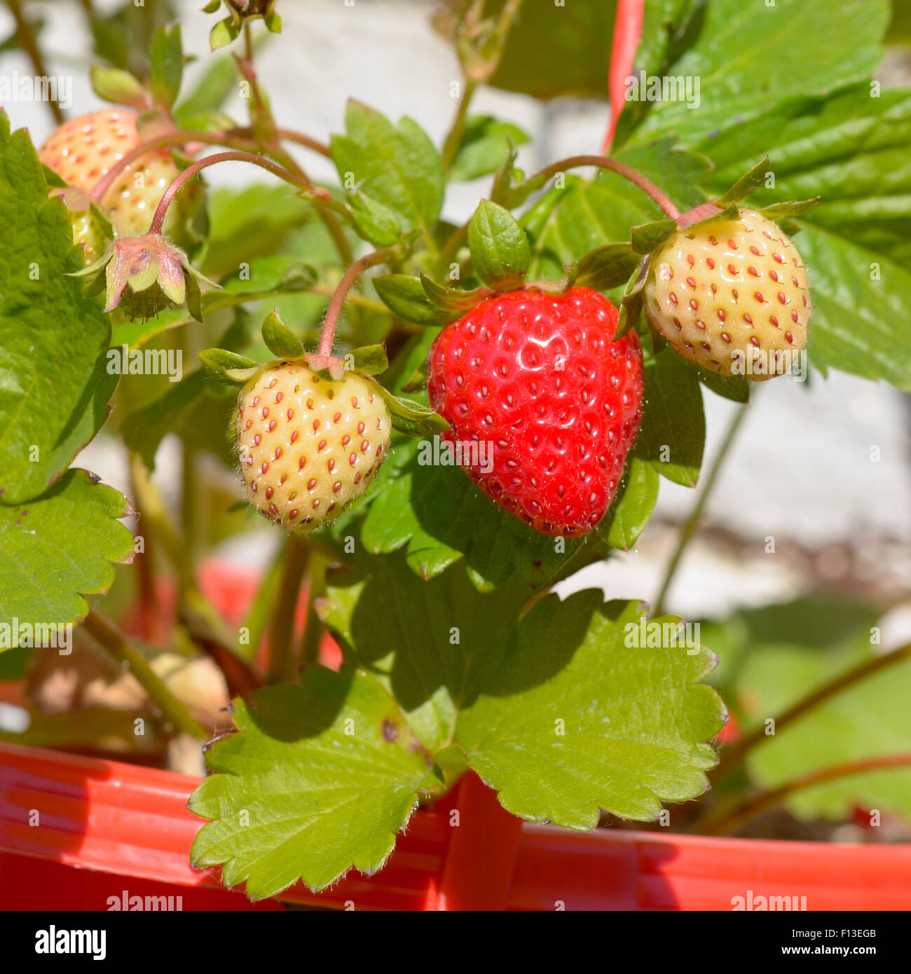 Strawberries (Fragaria ananassa ) growing in hanging basket in garden ...