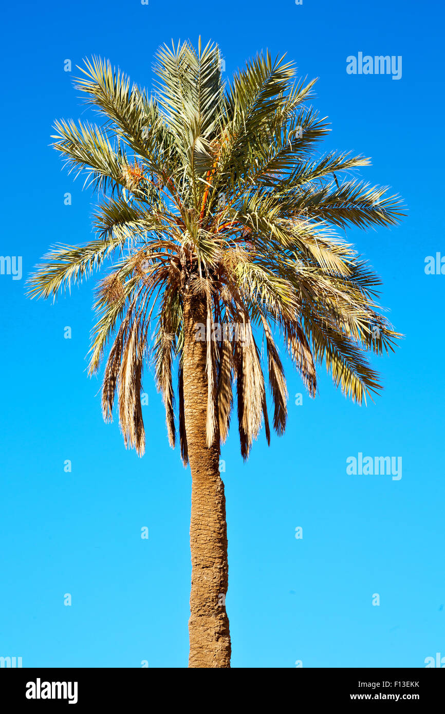 tropical palm in morocco africa alone and the sky Stock Photo - Alamy