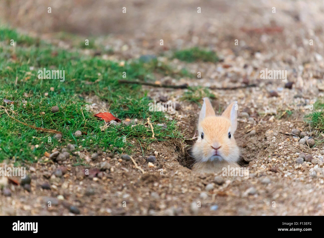 Feral domestic rabbit (Oryctolagus cuniculus) baby poking head out of ...