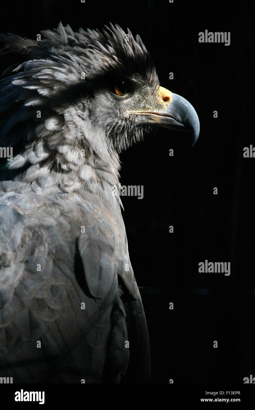 Portrait of a hawk Stock Photo - Alamy
