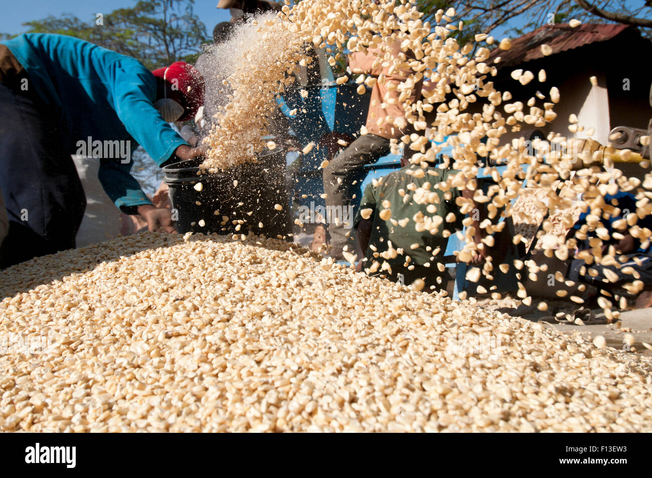 Maize zea mays food grain hi-res stock photography and images - Alamy