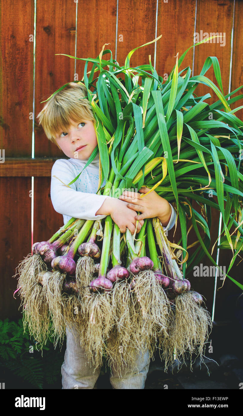 Boy holding freshly picked garlic Stock Photo - Alamy