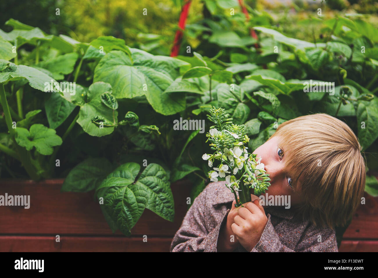 Close up boy holding flowers hi-res stock photography and images - Alamy