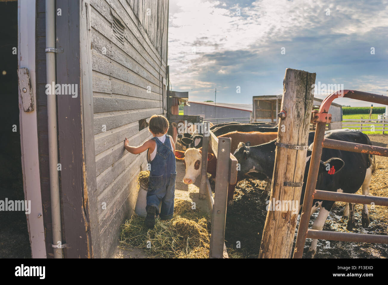 Boy with farm animals hi-res stock photography and images - Alamy