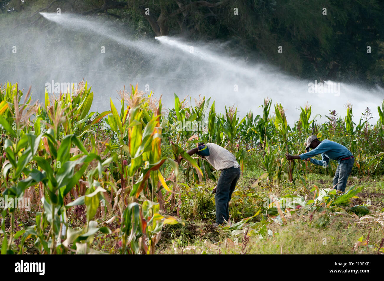 Men cutting down the dried stalks of harvested baby Corn (Zea mays) for ...
