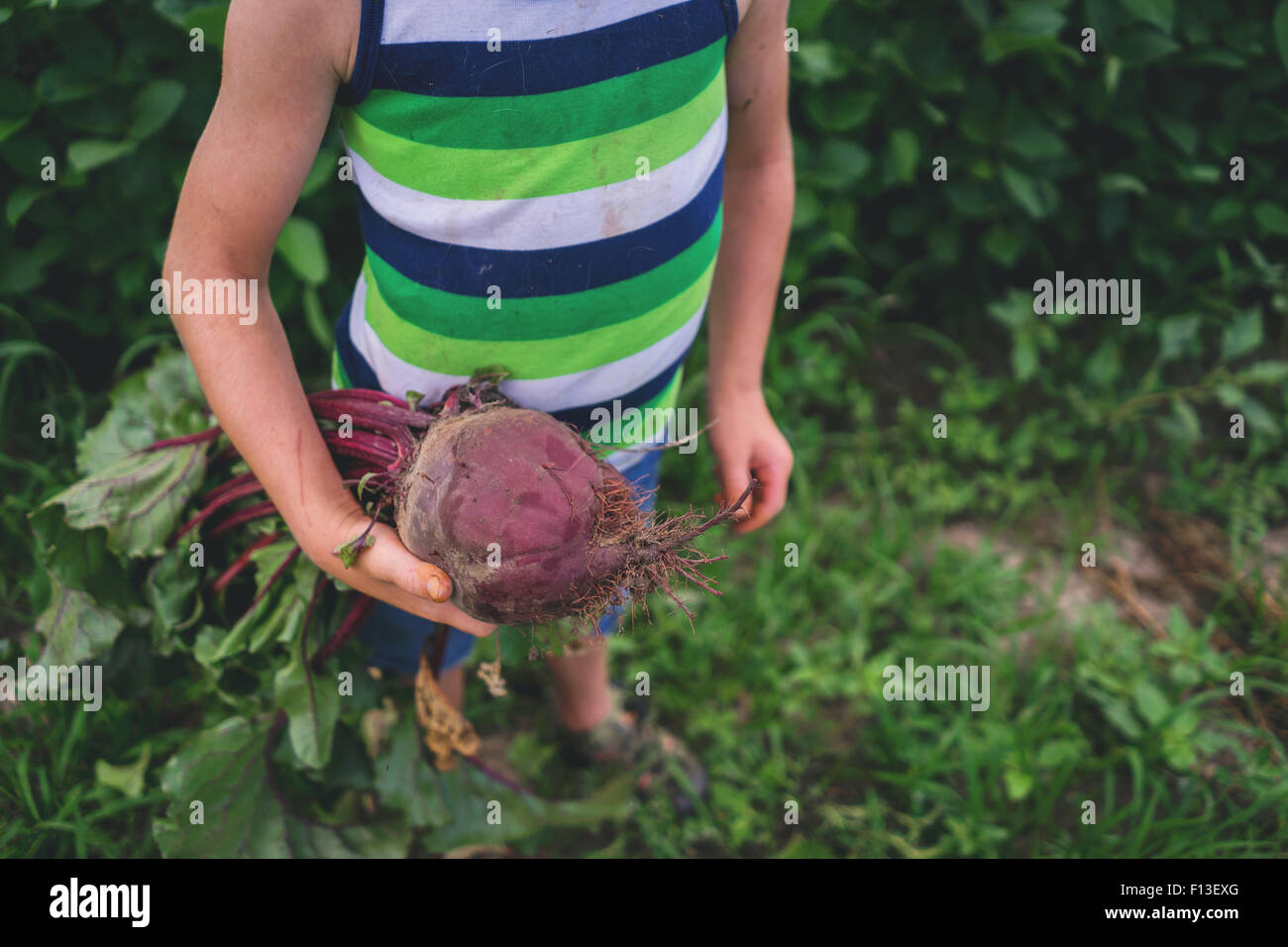 Boy holding a freshly picked beetroot Stock Photo - Alamy