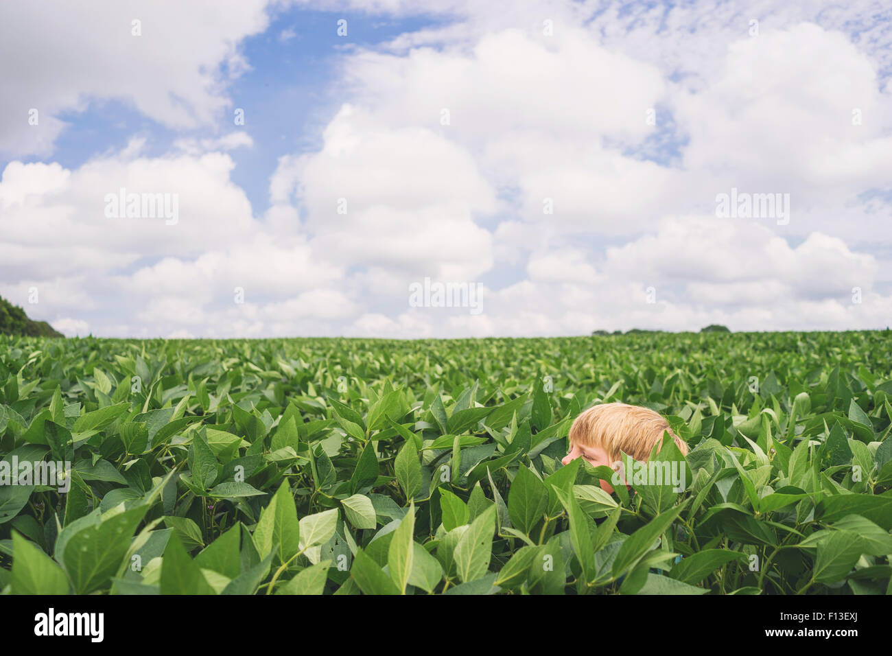 Boys head in corn field hi-res stock photography and images - Alamy